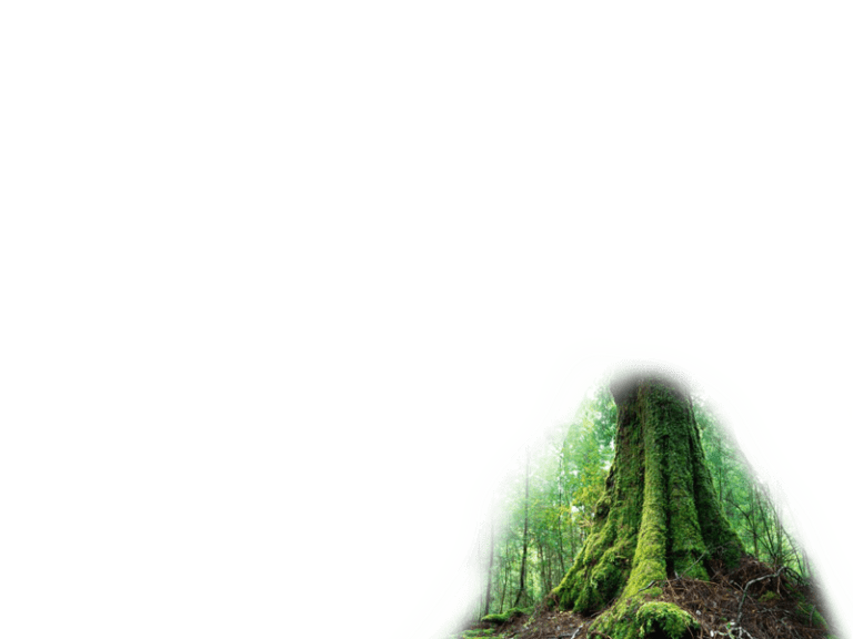 Flower Morphology - Baag.in